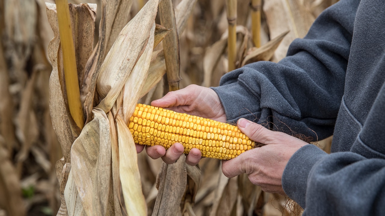 Press Release | Bayer United States