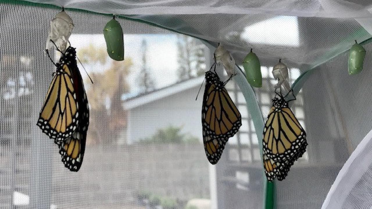 Enter for your chance to win a free Monarch Butterfly Kit | Bayer ...