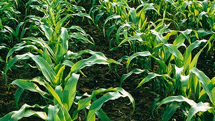 Stories | Bayer United States