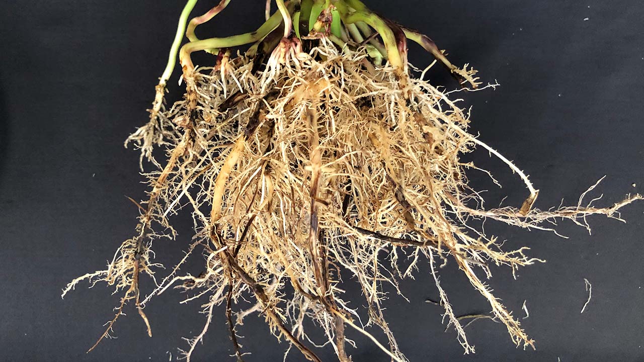 Press Release | Bayer United States