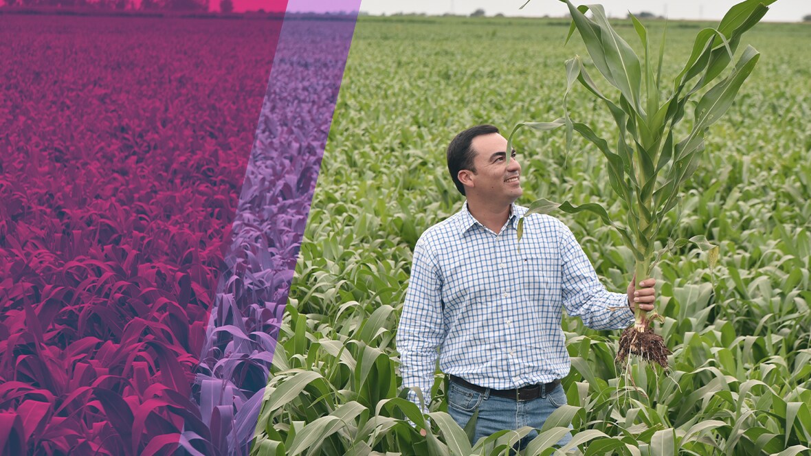 Short Stature Corn | Bayer Global