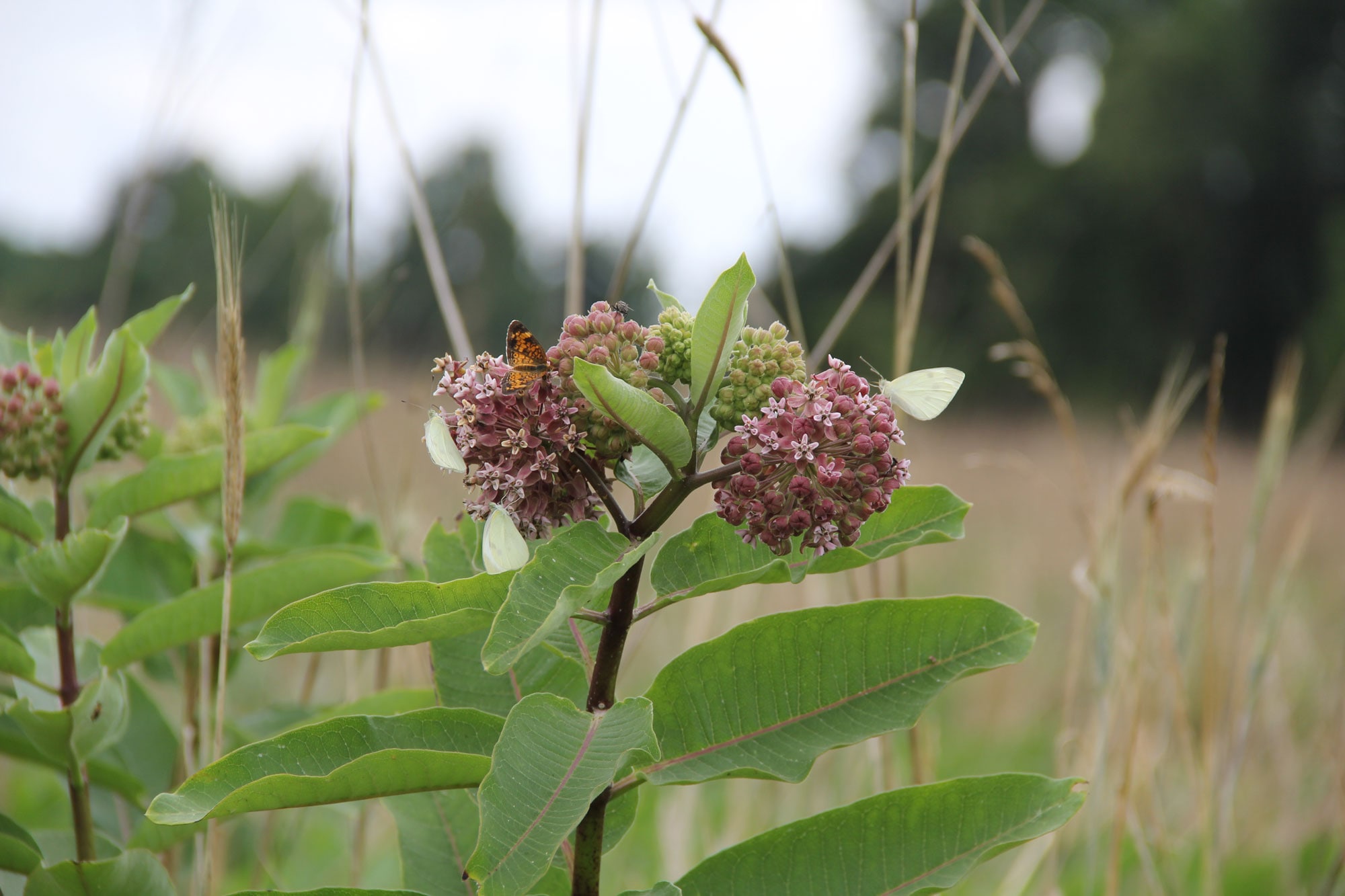 Harborview Farms | Cropscience