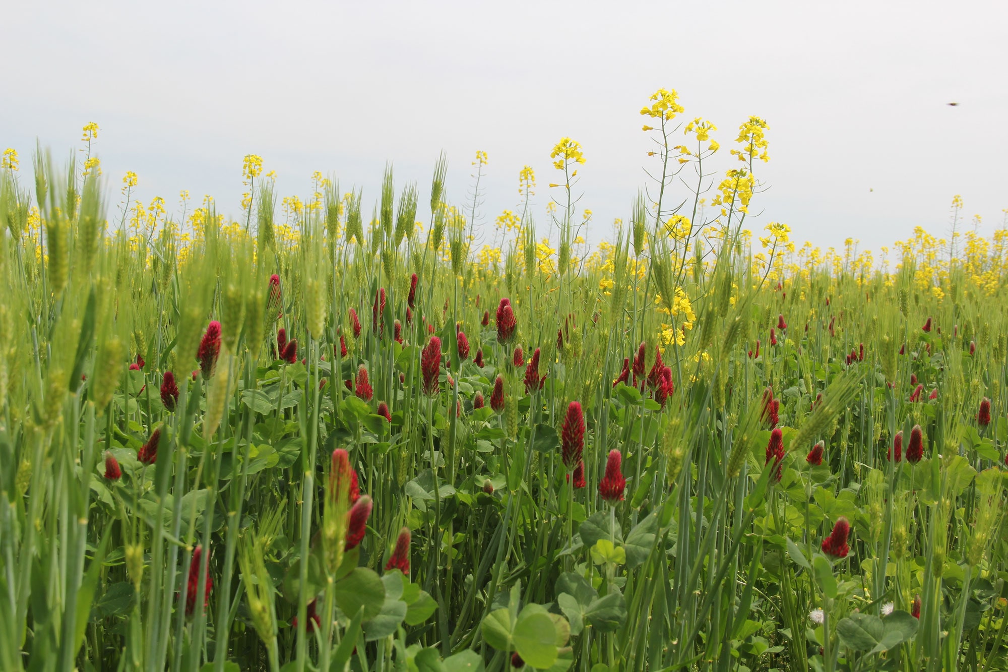 Harborview Farms | Cropscience